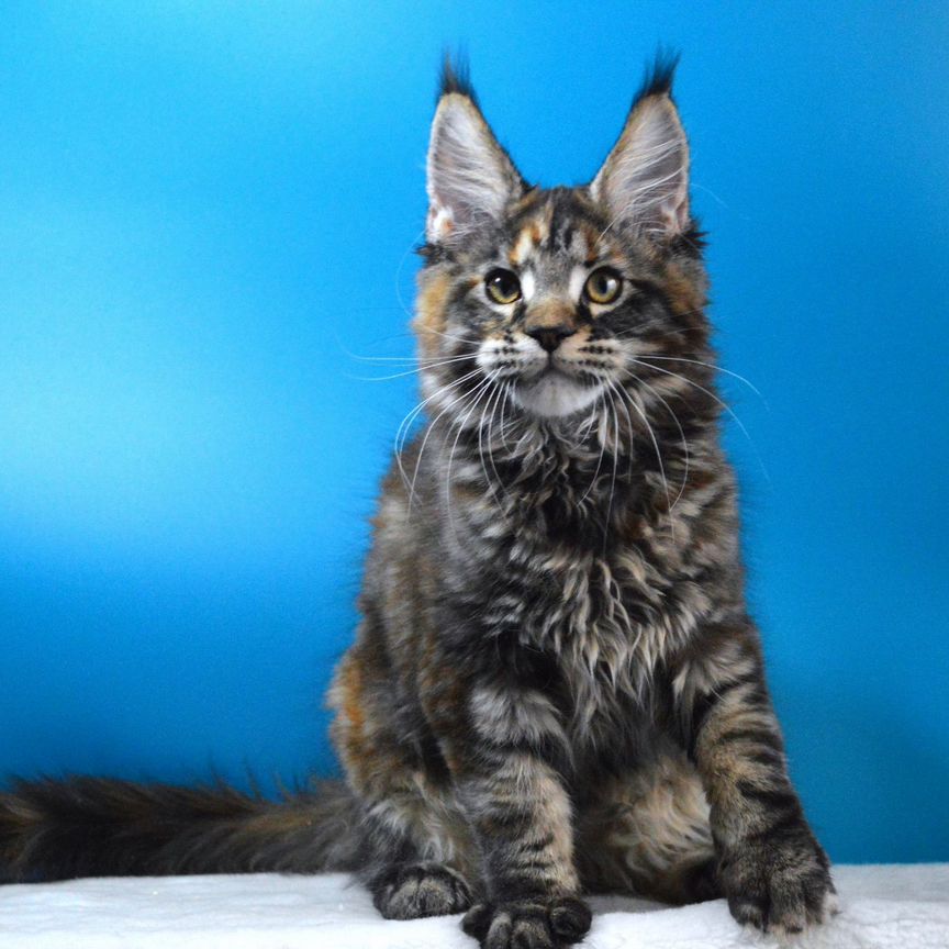 Мейн-кун кошечка Варвара