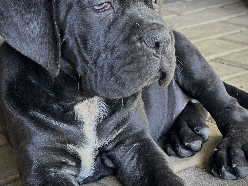 Щенки Кане Корсо