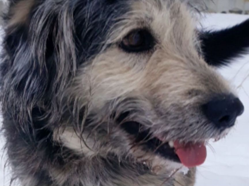 Собака в добрые руки