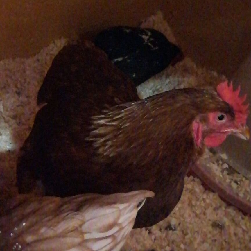 Курочки молодки несушки