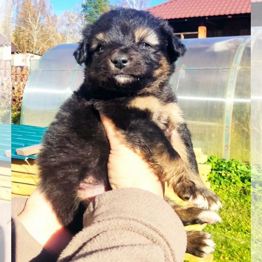 Карапуз Бороша