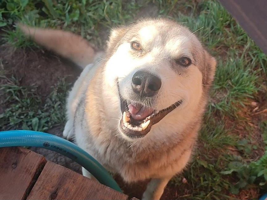 Собака в добрые руки