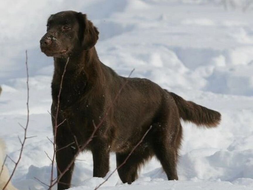 Ретривер retriever прямошерстный щенки