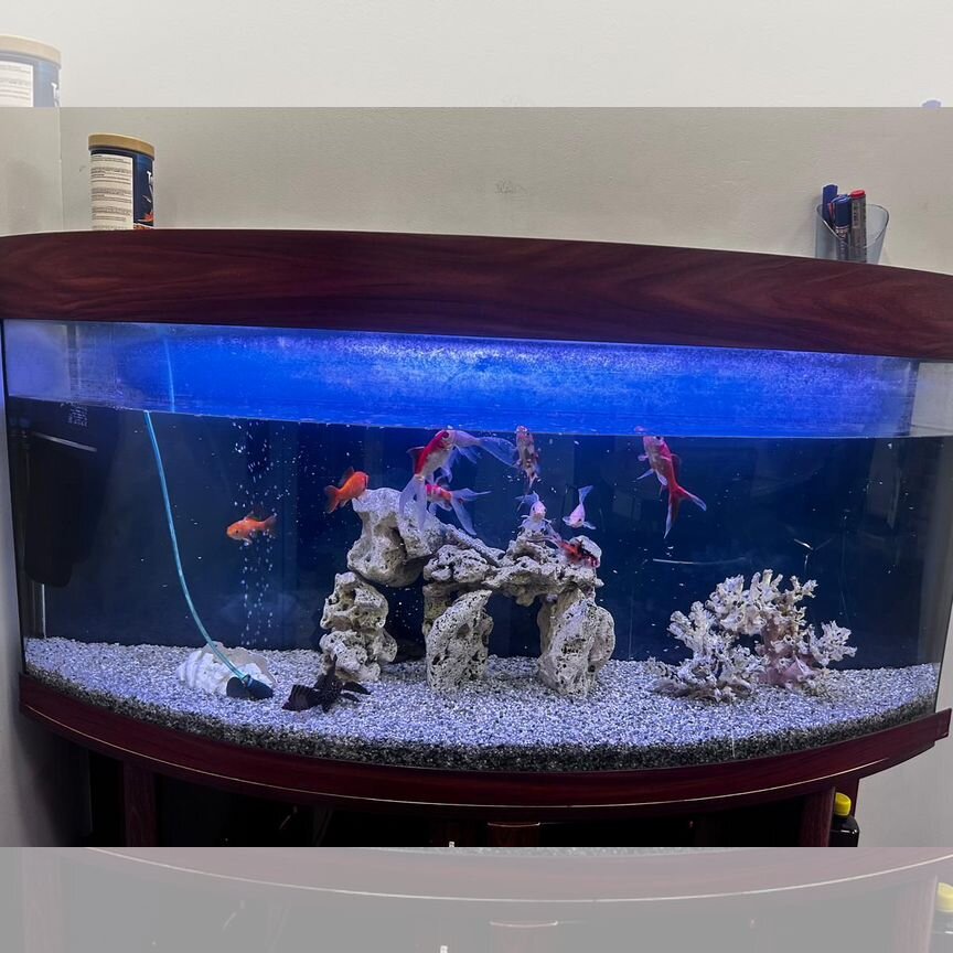 Аквариум 160 литров с тумбой и полным комплектом