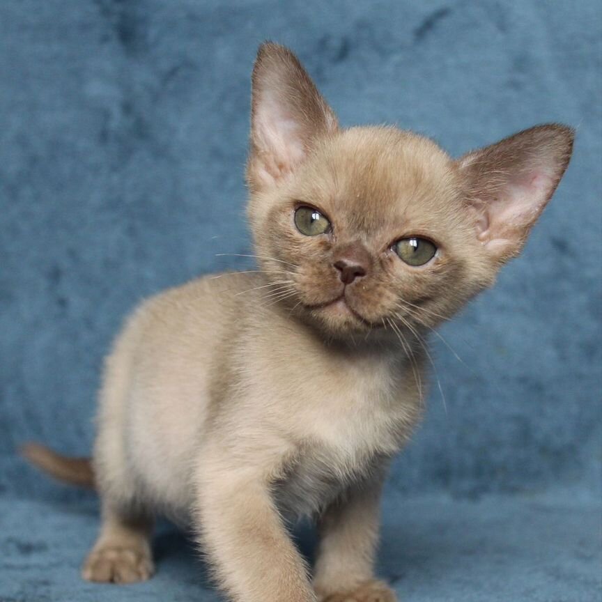 Бурма котик в хорошие руки