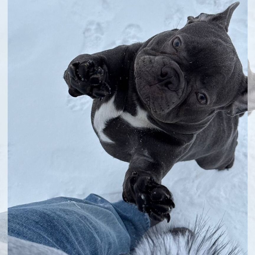 Французский бульдог, щенок