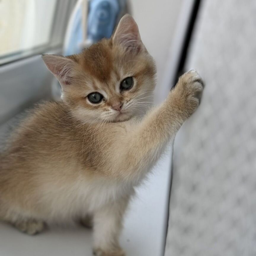 Британские котята золотая шиншилла