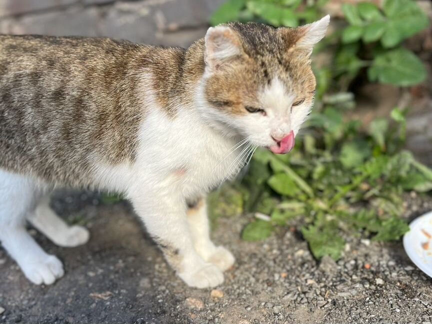 Трехцветная кошечка в добрые любящие руки