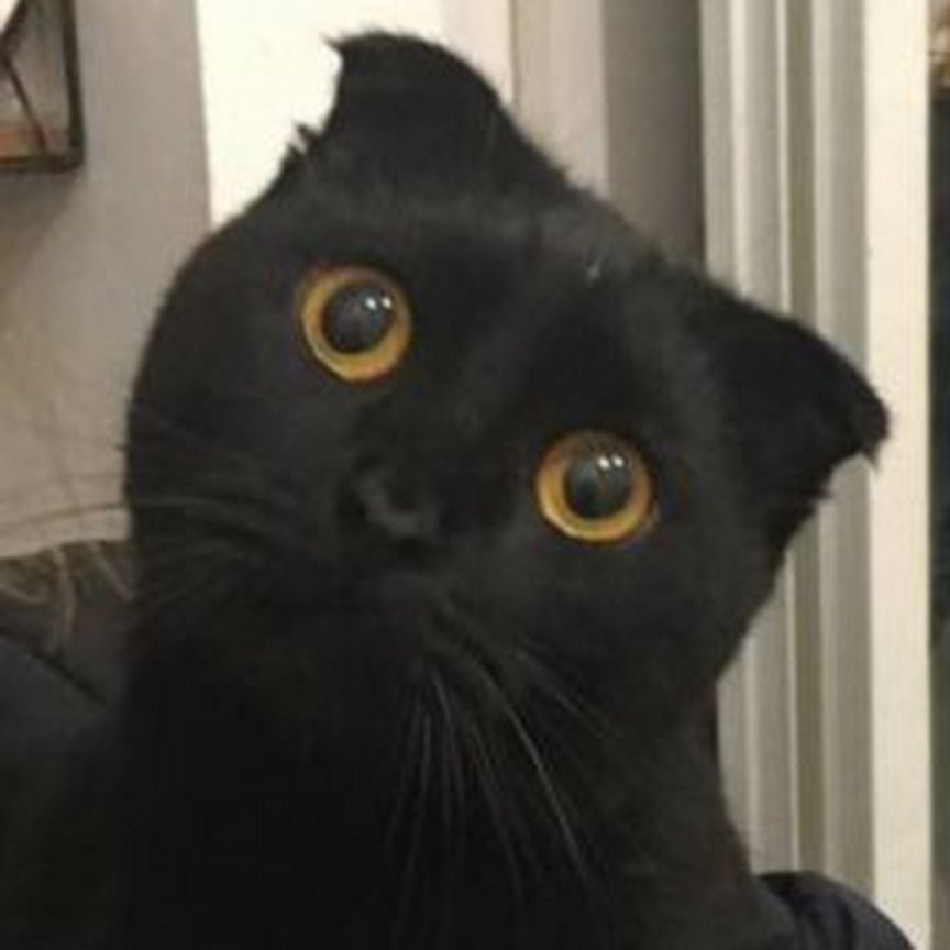 Шотландская вислоухая кошка бесплатно