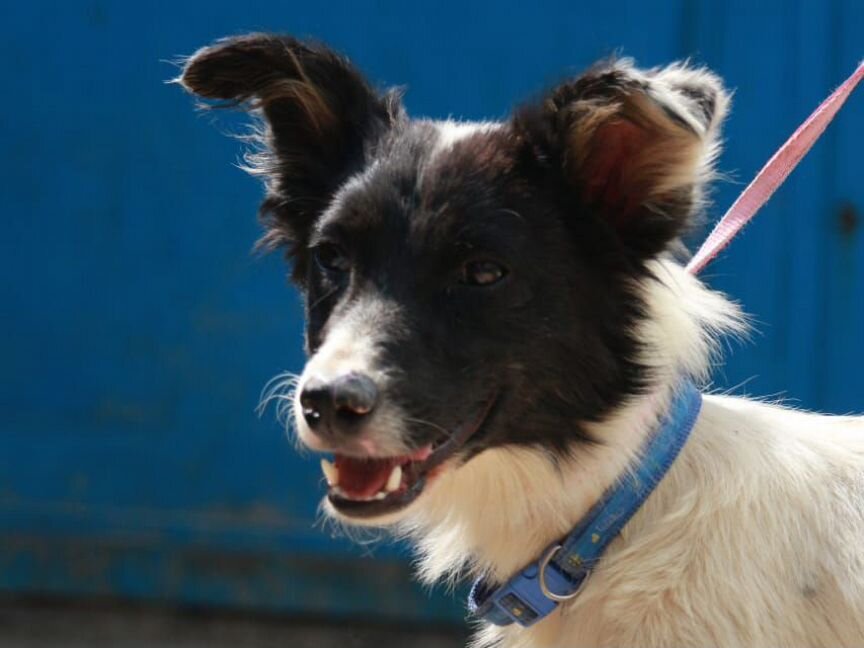 Весёлый пёс Бим