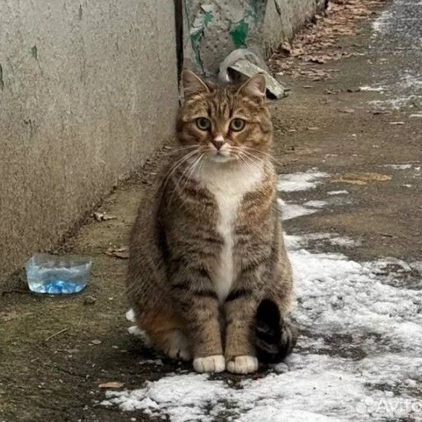 Домашнюю кошку выгнали на улицу