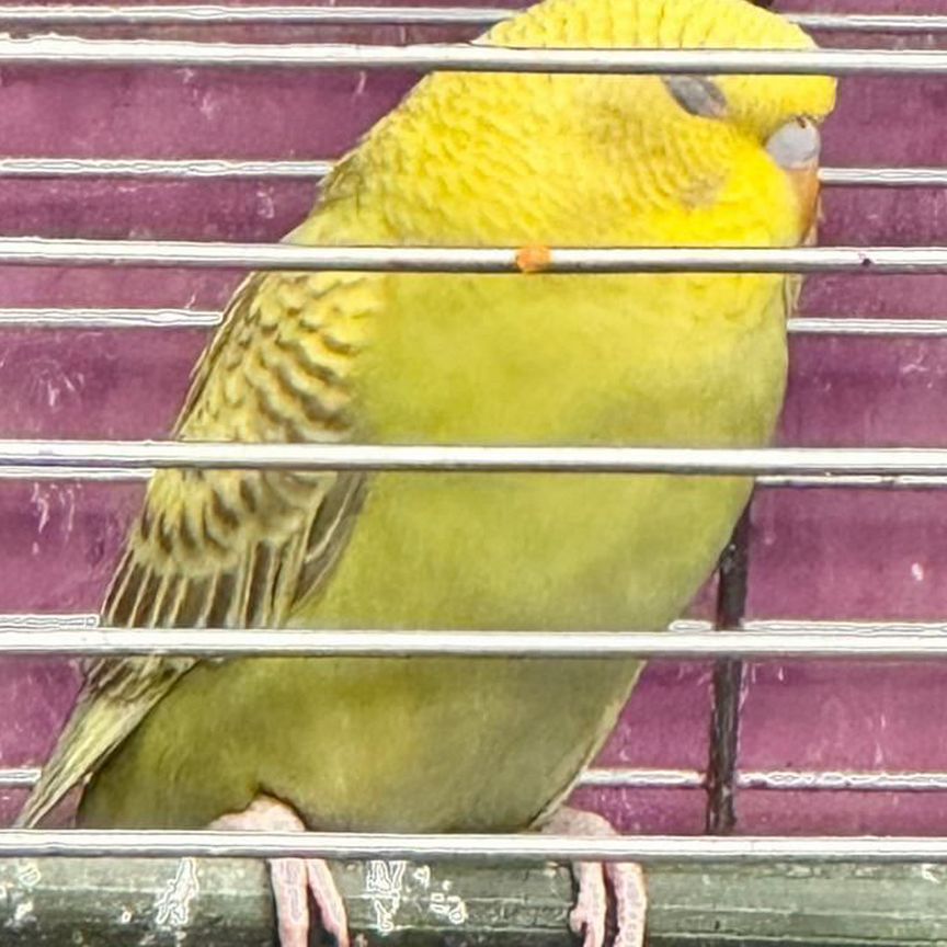 Волнистый попугай