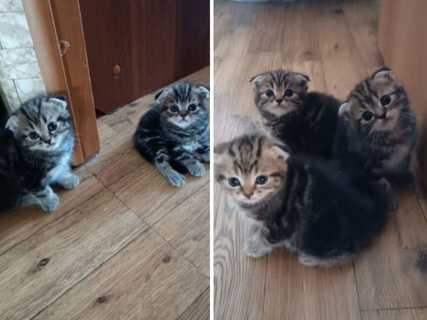Шотландские вислоухие котята