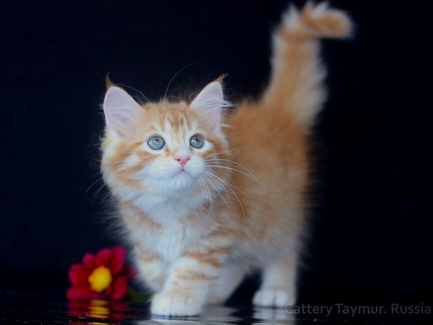 Породистый сибирский котенок