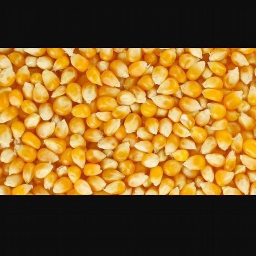 Зерно пшеница, ячмень, кукуруза