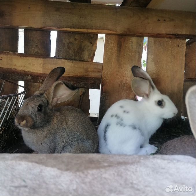 Кролики мясной породы племя