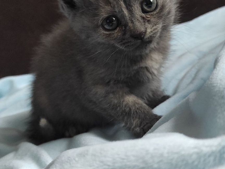 Шотландские котята