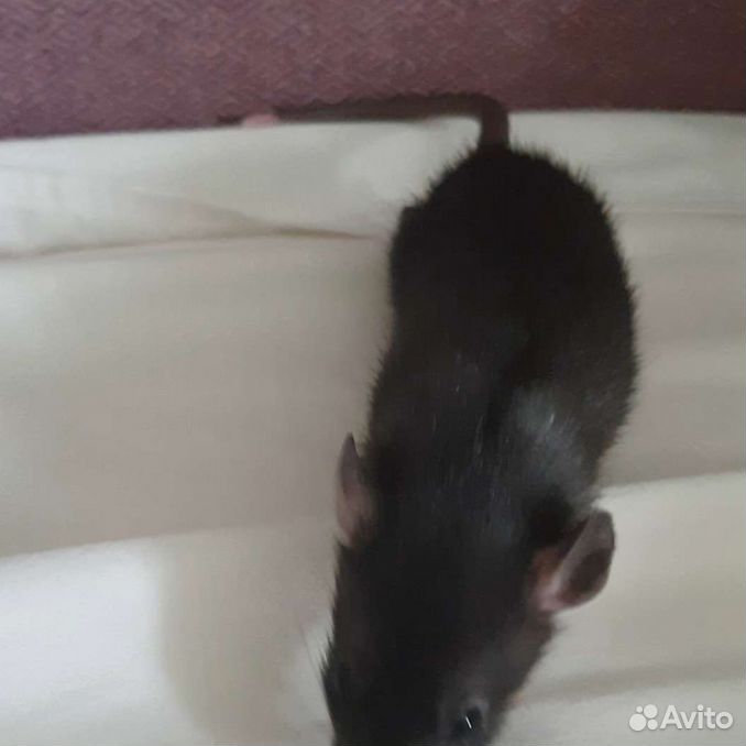 Декоративная крыса