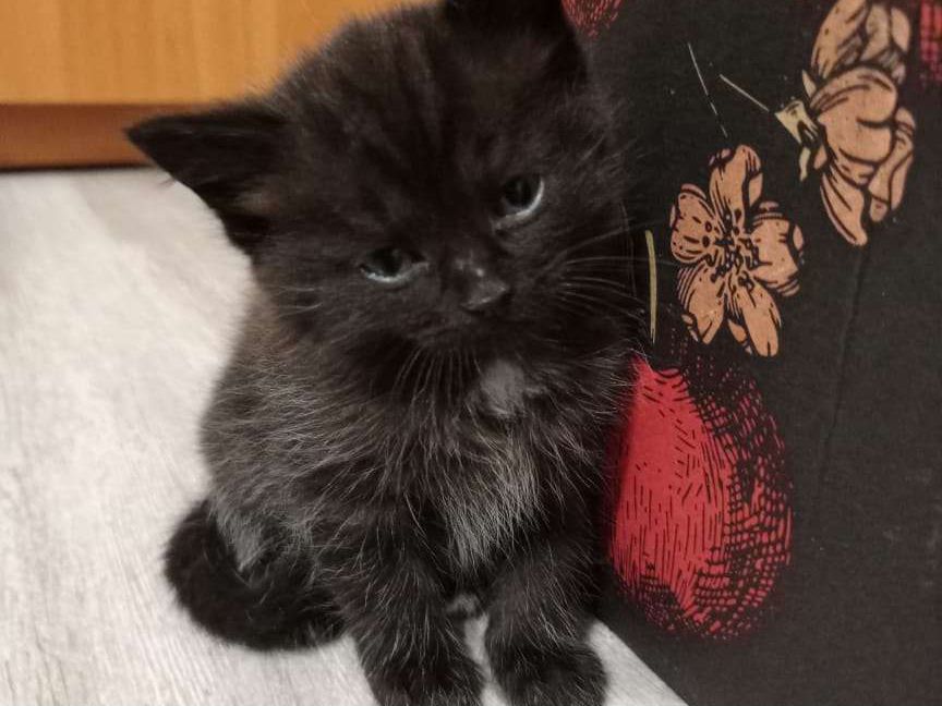 Кошка в дар бесплатно
