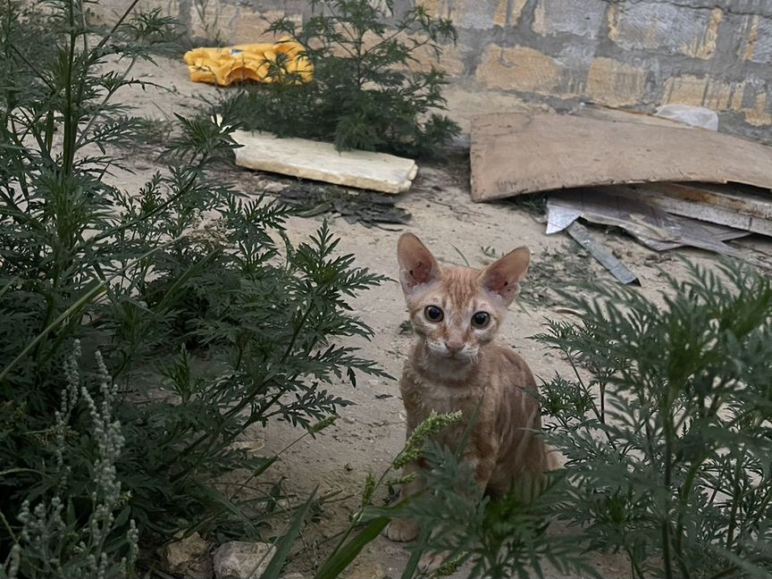 Котенок браш