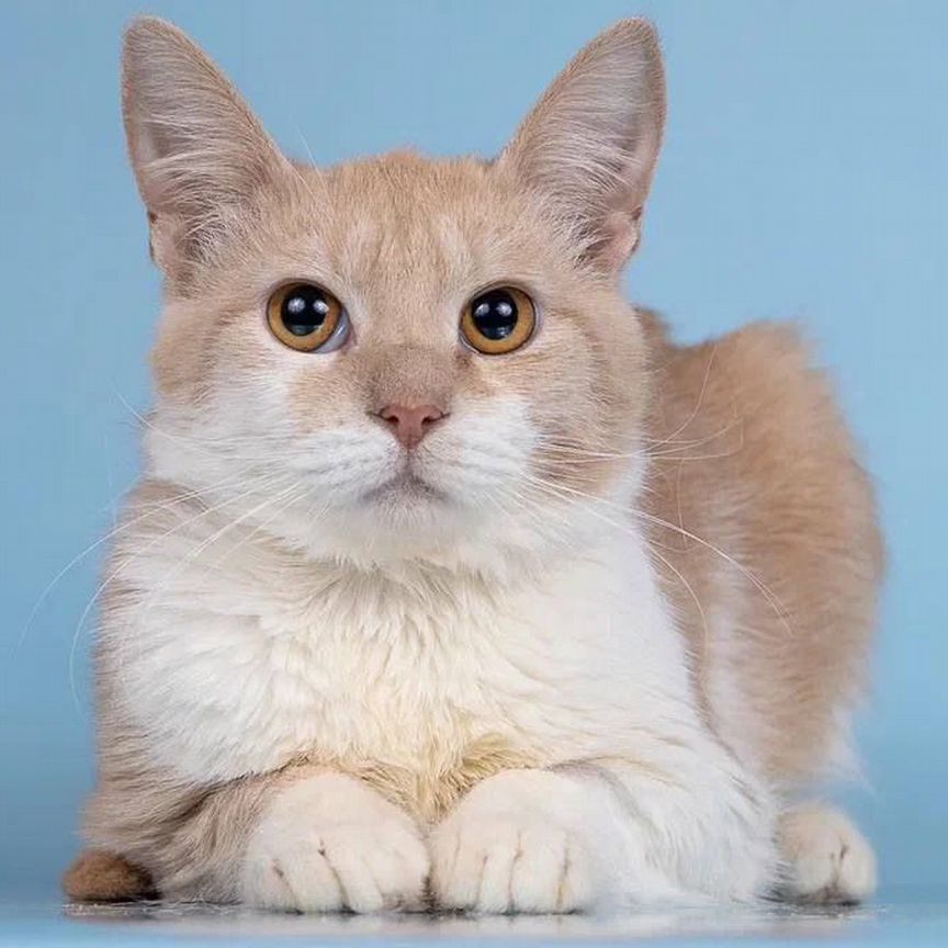 Котик Персик в добрые руки