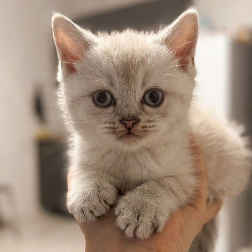 Шотландский прямоухий короткошёрстный котёнок