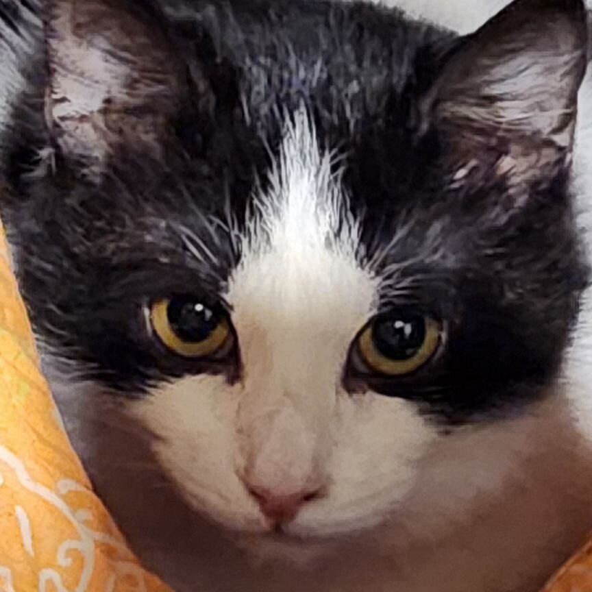 Молодая кошечка ищет семью