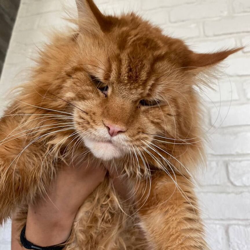 Мейн-кун котята