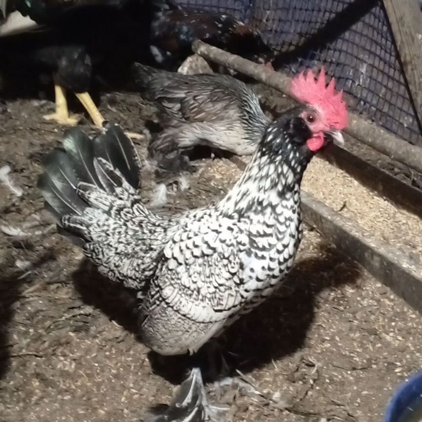 Петушки бентамки