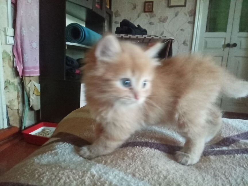 Котята на счастье