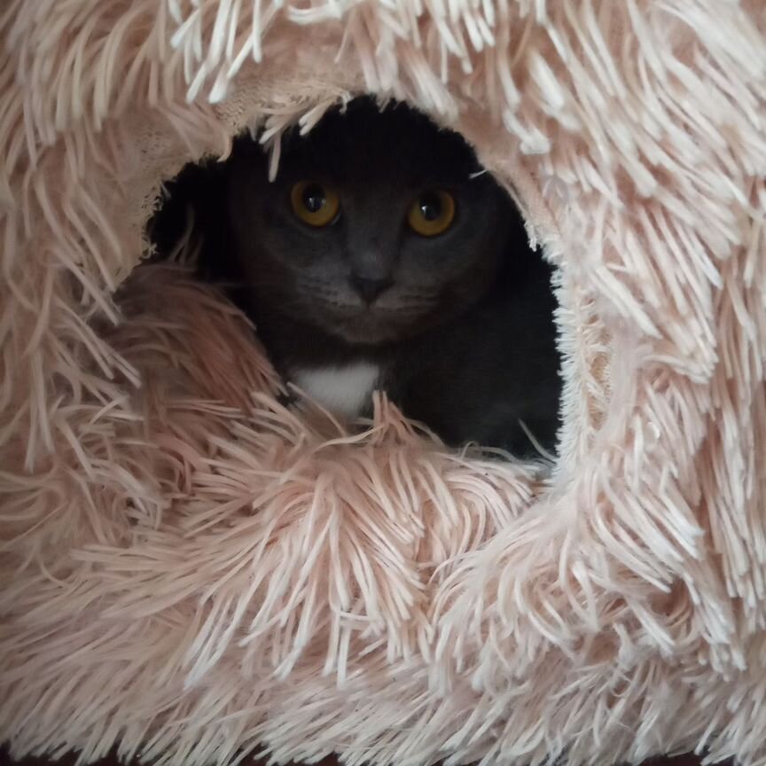 Кошка в добрые руки