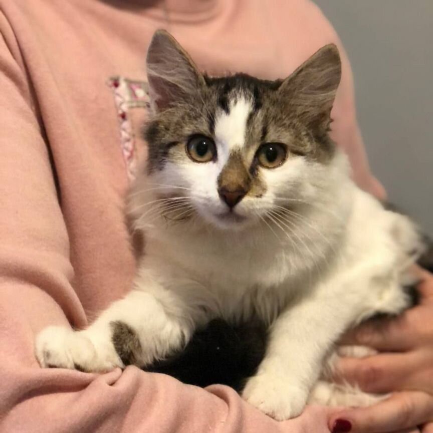 Котёнок Ромашка