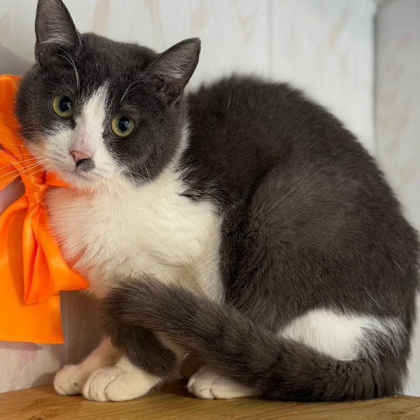 Алекса. Кошка из приюта