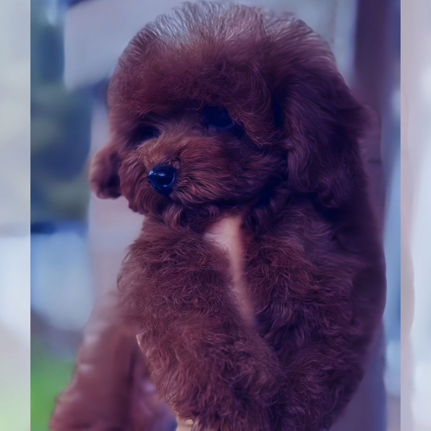 Той-пудель, щенок