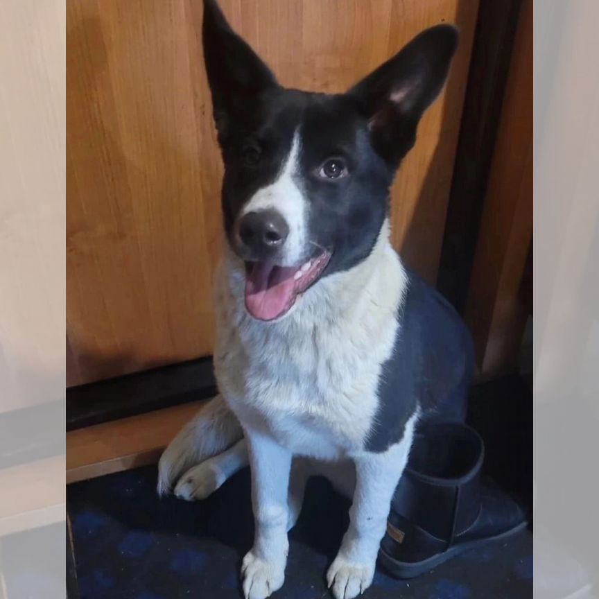 Собака в добрые руки