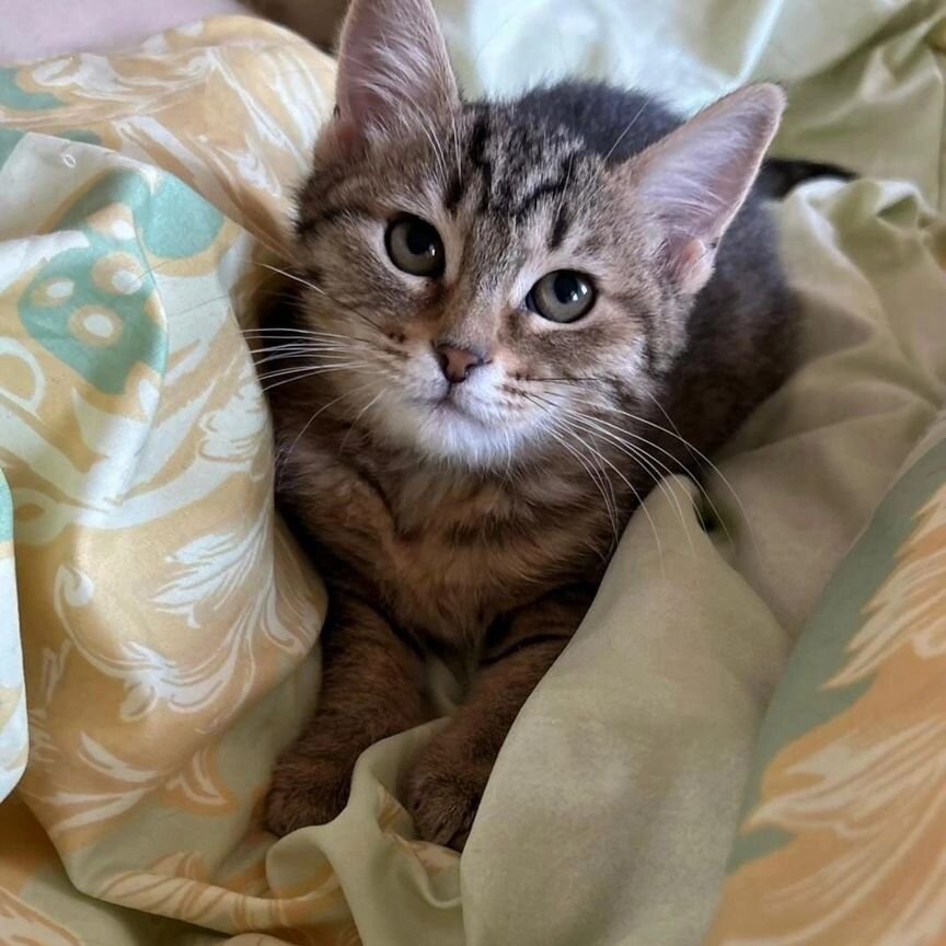 Капитошка котенок девочка