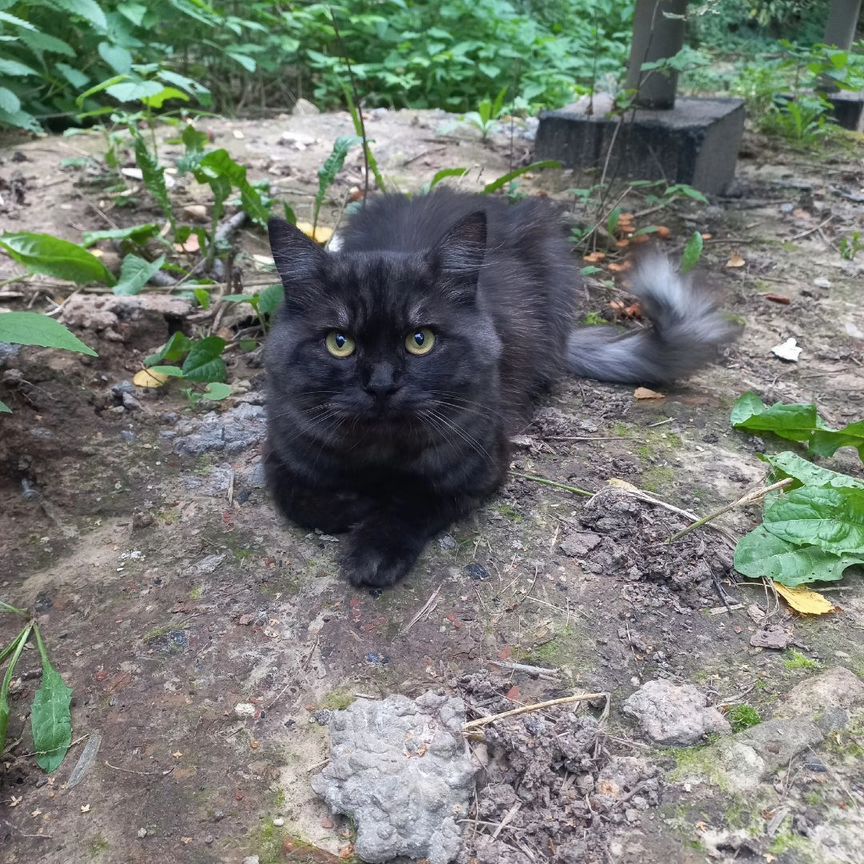 Пропадает котик породистый