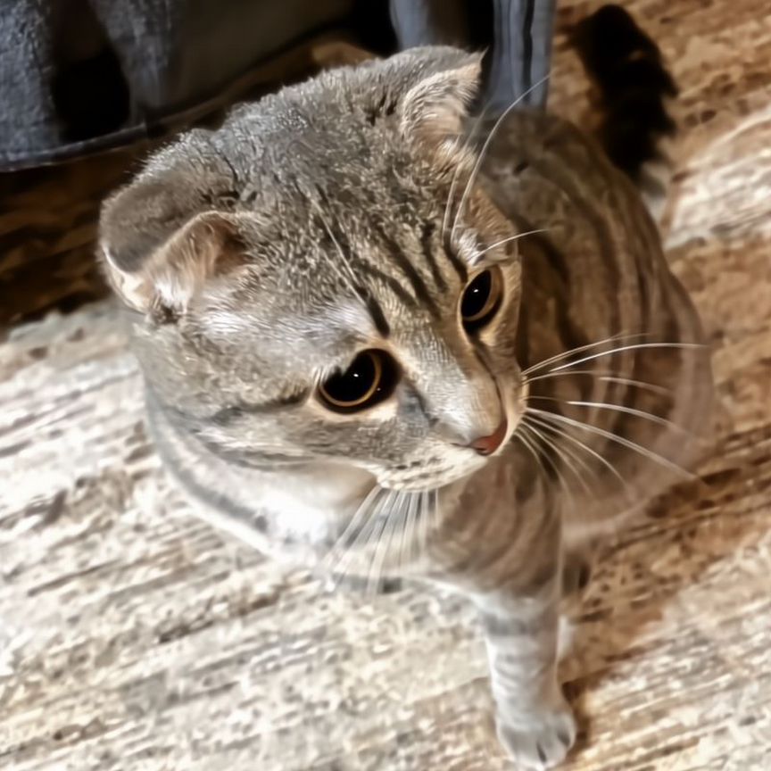 Шотландский вислоухий короткошёрстный, взрослый кот