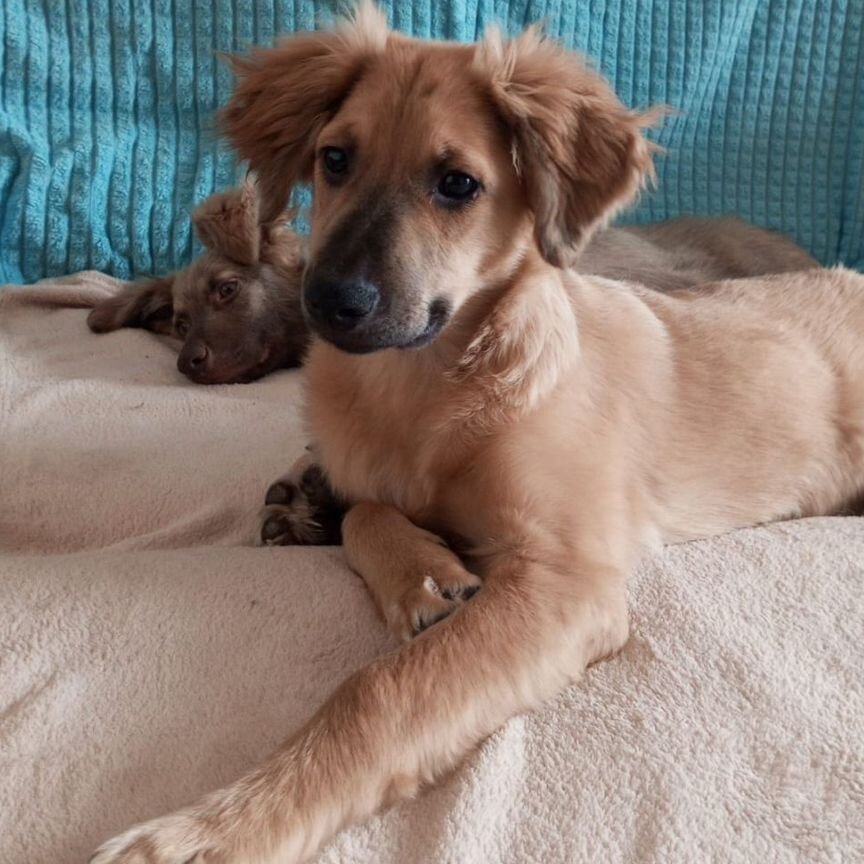 Щенок в добрые руки