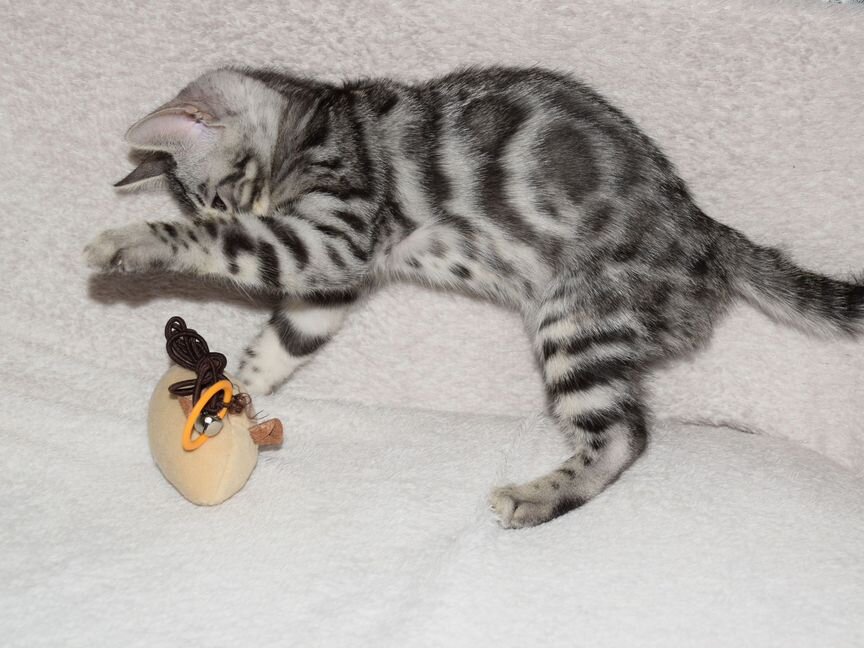 Бенгальская серебро девочка