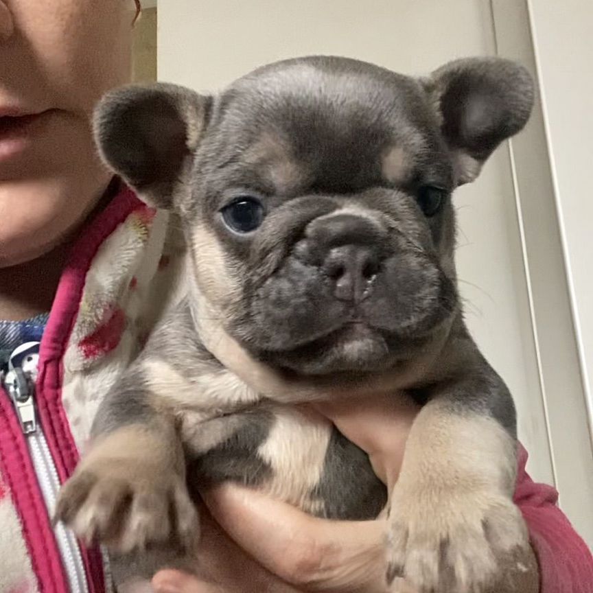 Французский бульдог, щенок