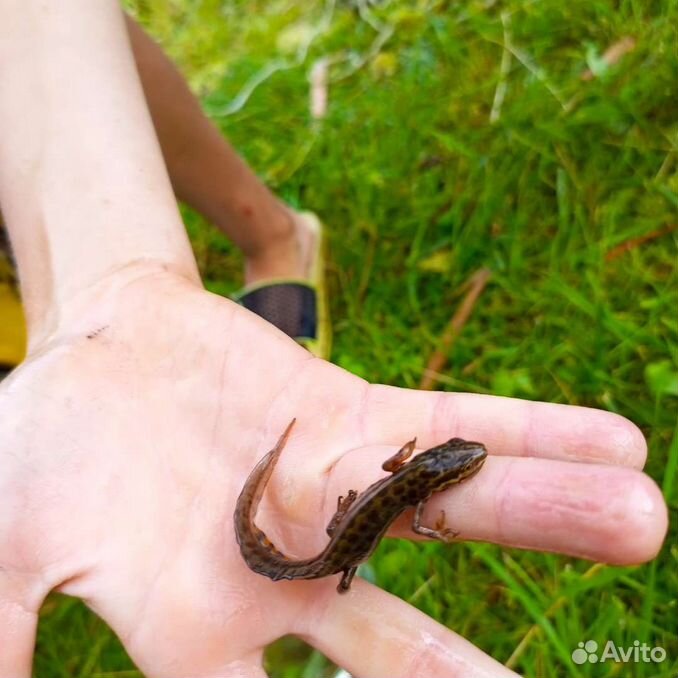 Тритон аквариумный