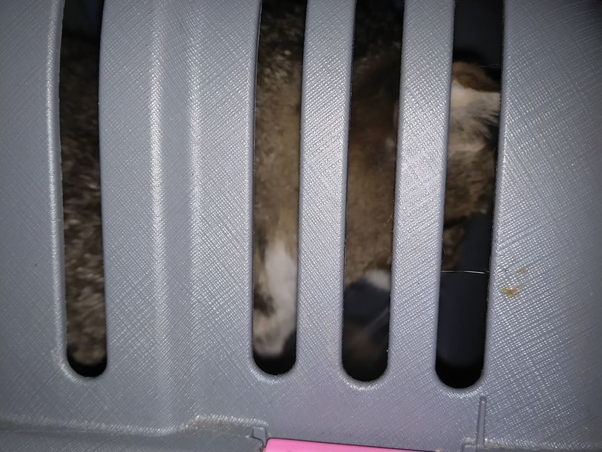 Отдам кота. Мальчик. 2 года