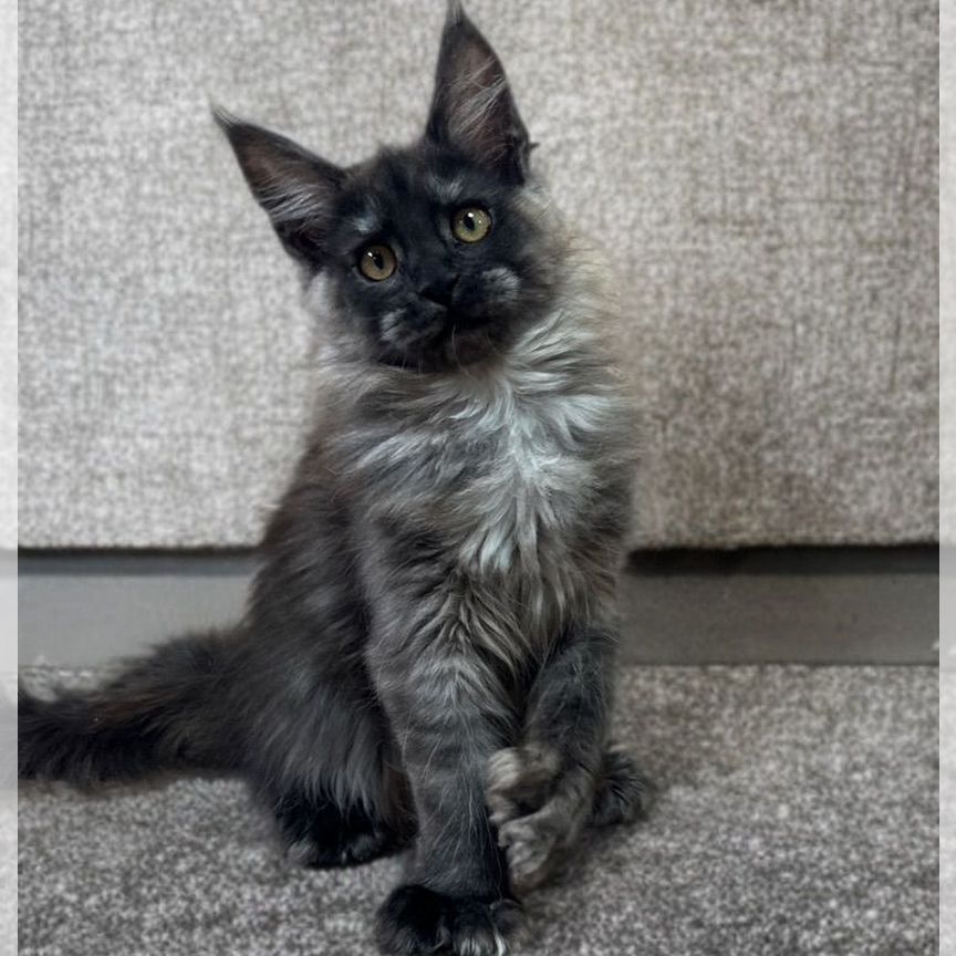 Мейн-кун котёнок