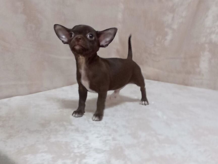 Щенки чихуахуа мальчики