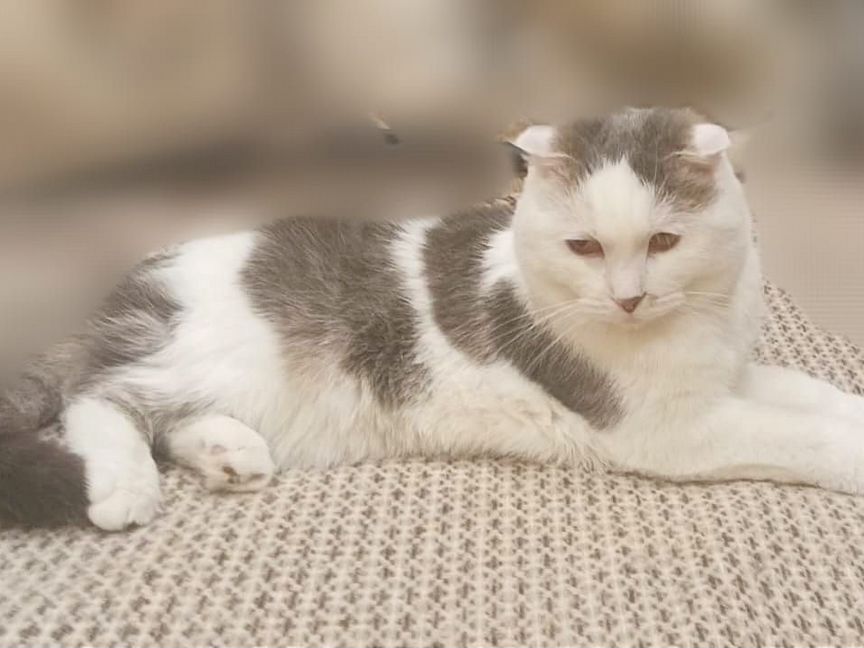 Кошка