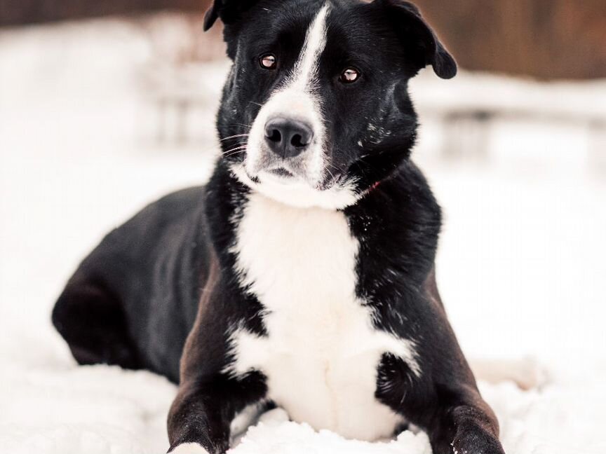 Стаффордширский терьер в добрые руки