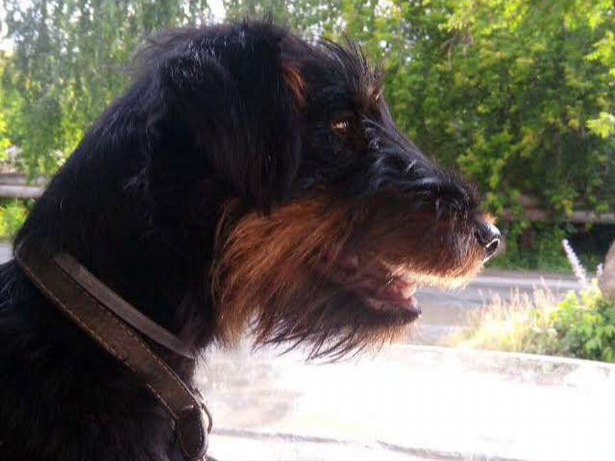 Ягдтерьер.вязка