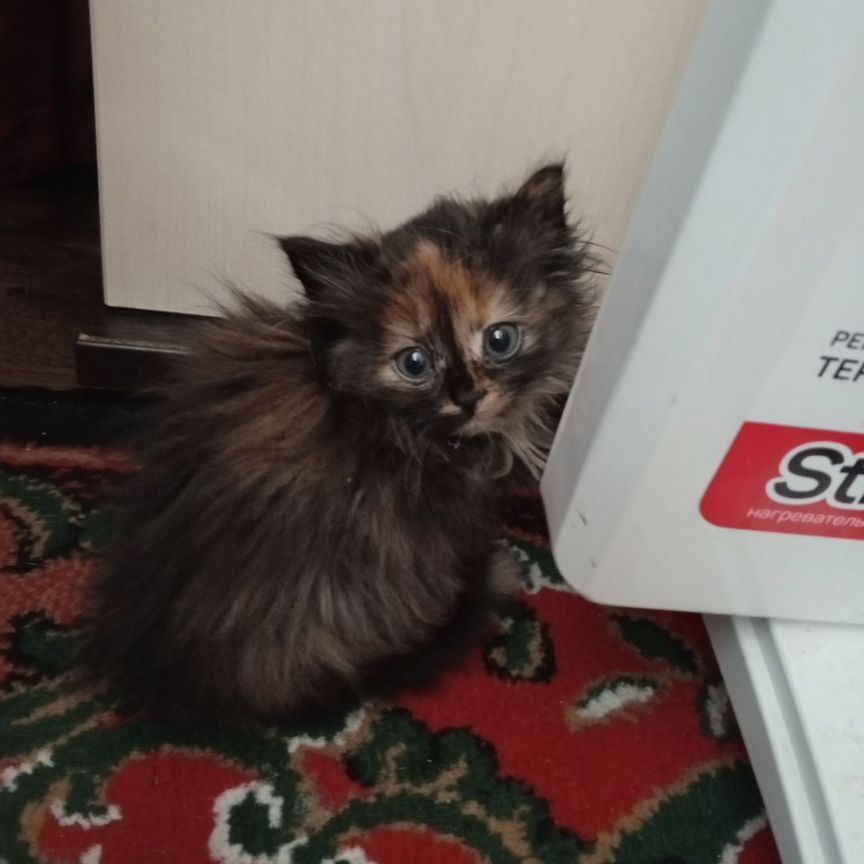 Котёнок девочка