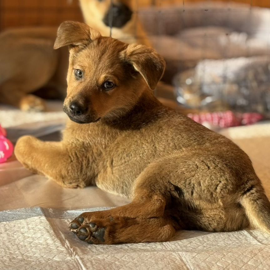 Щенок в добрые руки